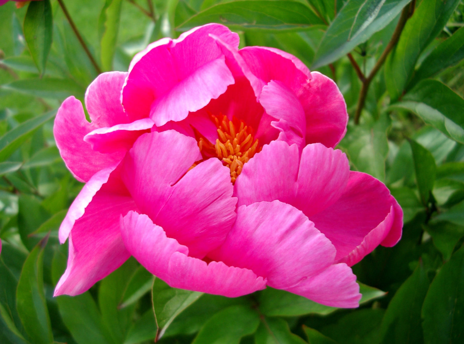 20 Must-Have Perennials For Iowa - The Iowa Gardener