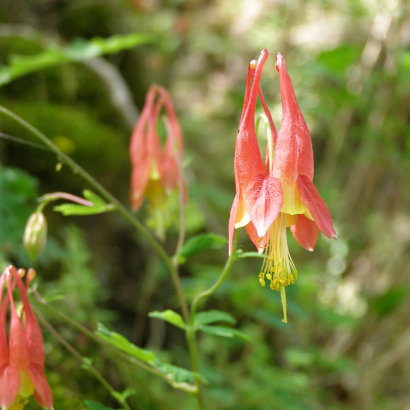 Invasive Plants in Iowa - The Iowa Gardener